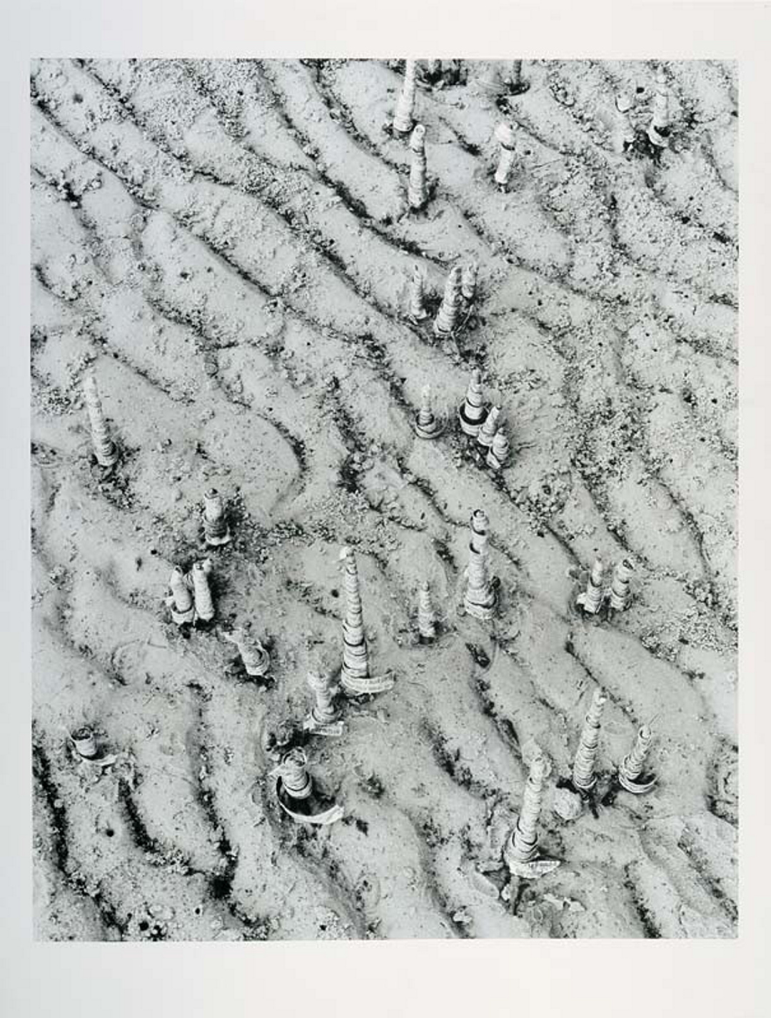 Forest (portfolio) 1996, printed 1998